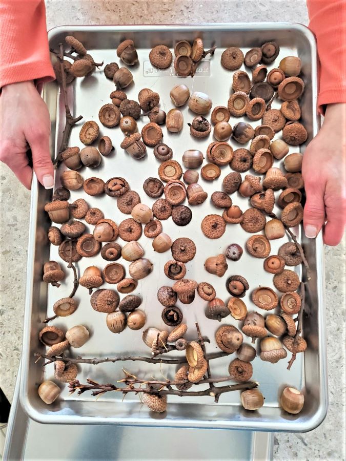 How To Clean And Preserve Acorns: Crafts And Decor - Cloches & Lavender