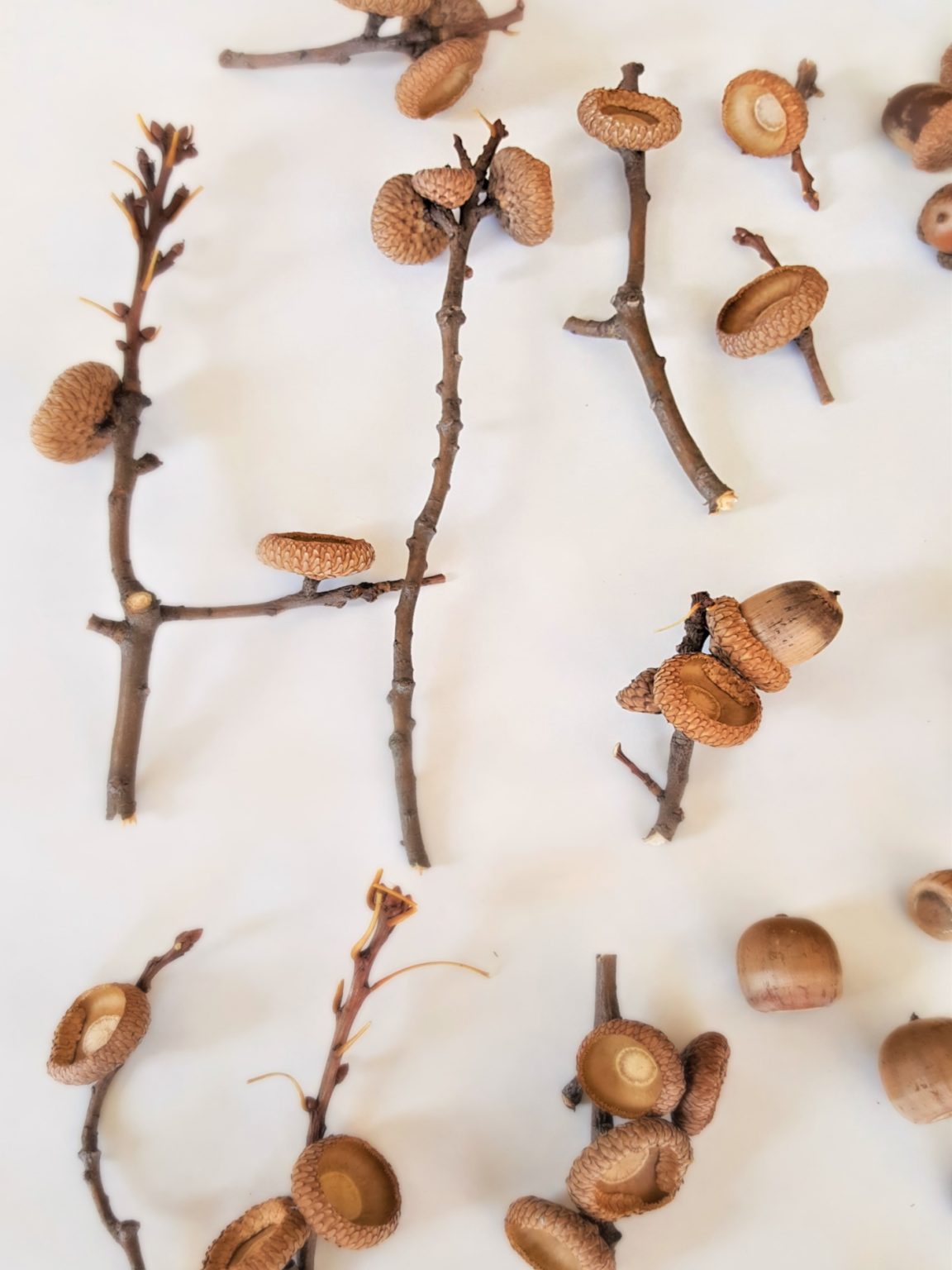 How To Clean And Preserve Acorns For Crafts And Decor - Cloches & Lavender