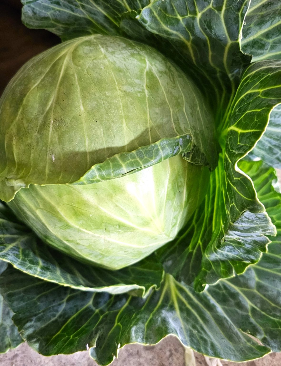 Make a Cabbage Vase Fast — Try This Now - Cloches & Lavender