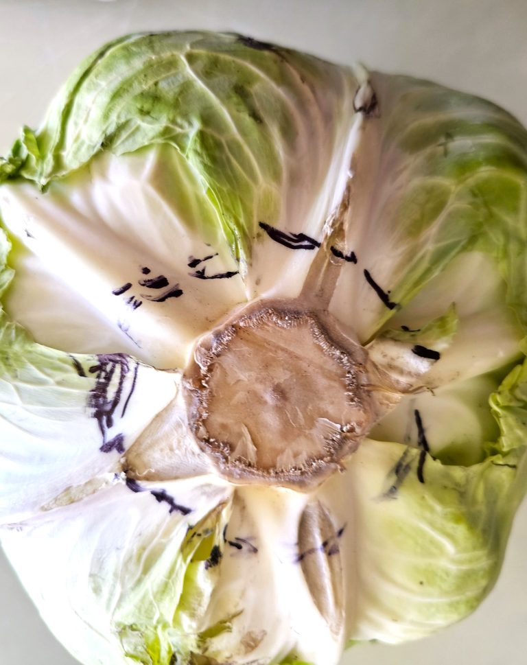 Make a Cabbage Vase Fast — Try This Now - Cloches & Lavender