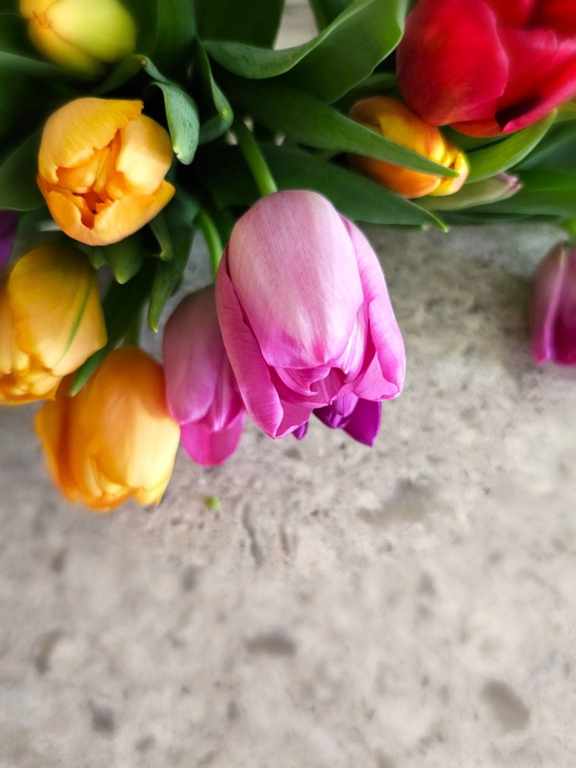 Make a Cabbage Vase Fast — Try This Now! - Cloches & Lavender