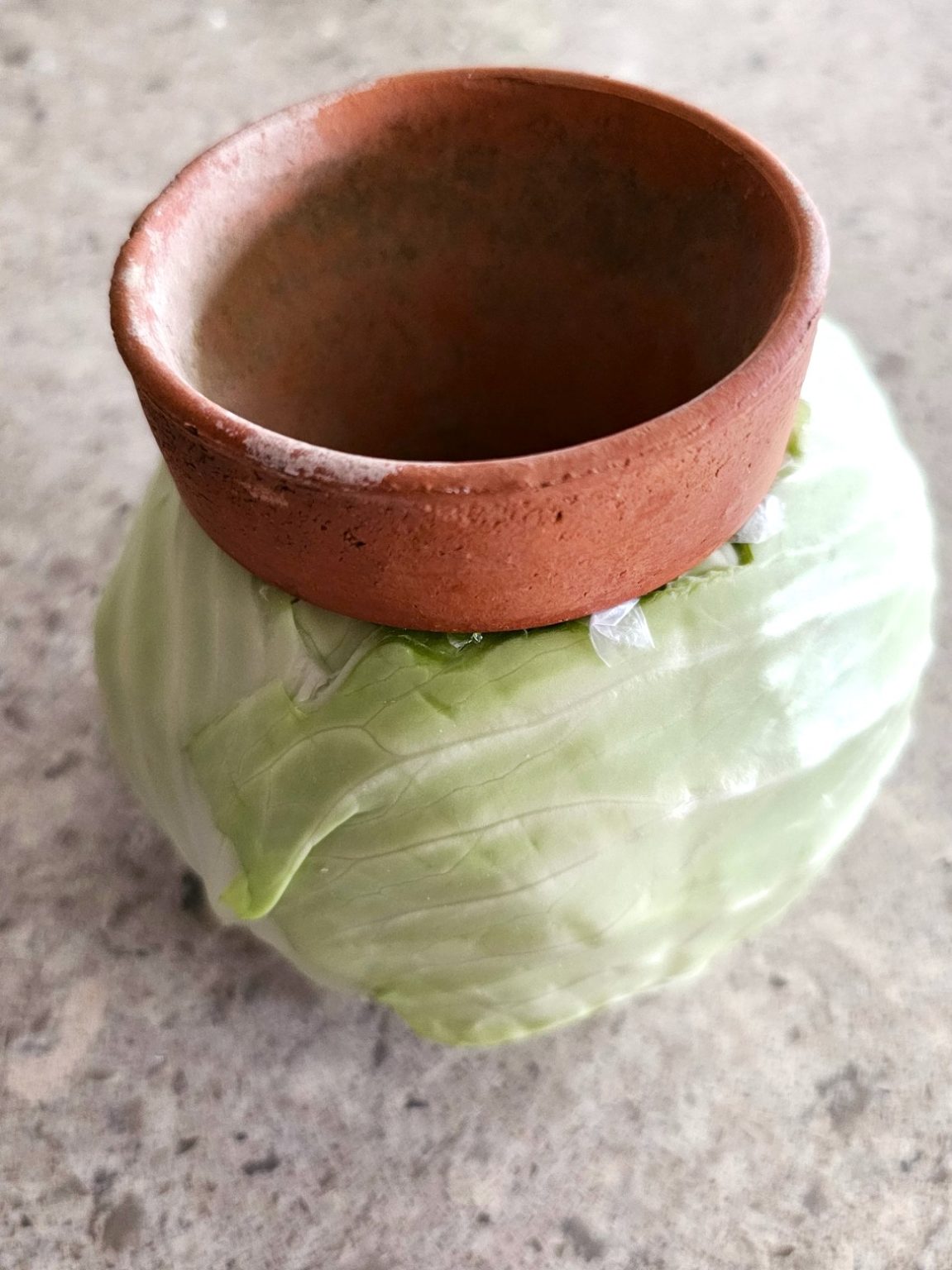 Make a Cabbage Vase Fast — Try This Now! - Cloches & Lavender