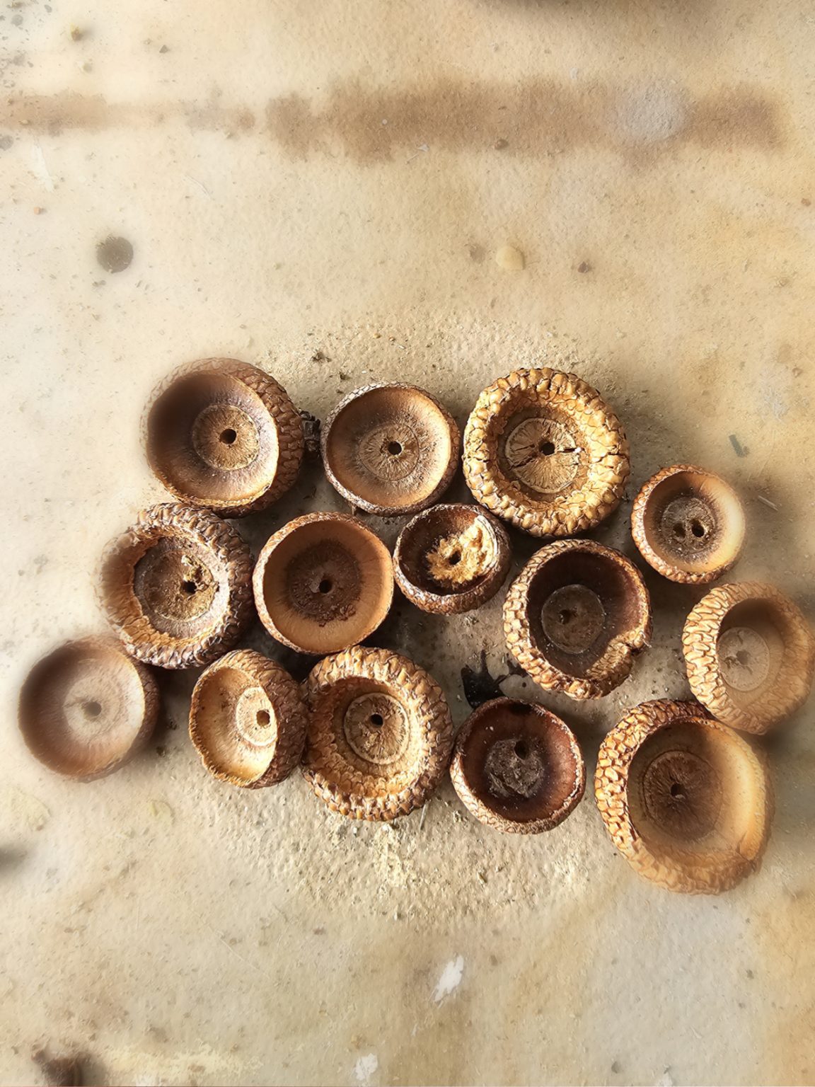 Acorn Napkin Rings Easy Fall to Craft Make Today! - Cloches & Lavender